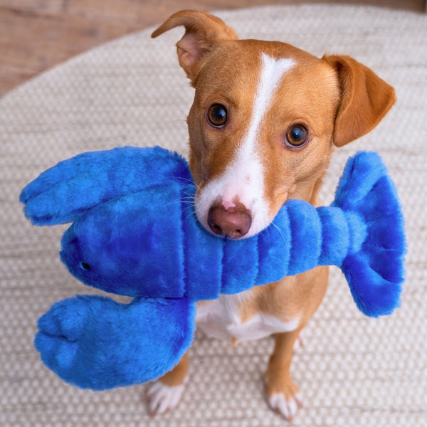 Fluff & Tuff Lucky Lobster Blue Dog Toys – HEALTHY SPOT