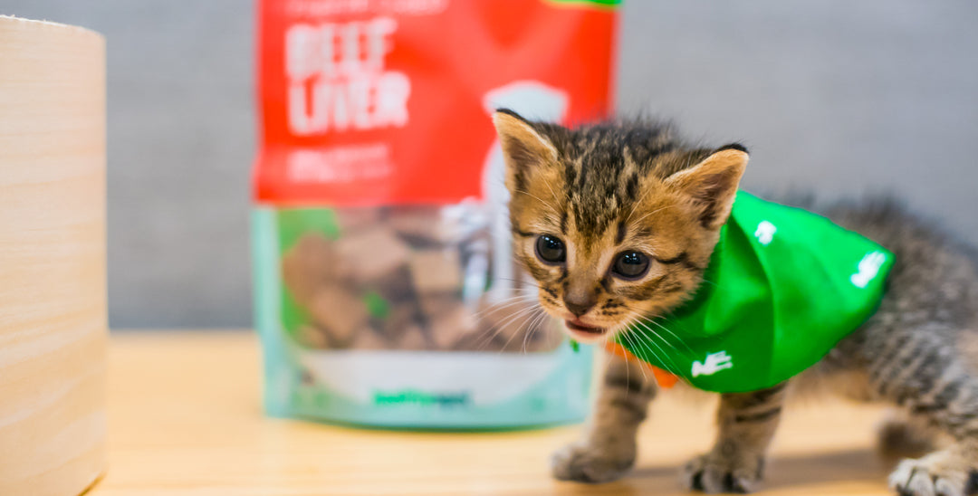 The Essentials for First Time Cat Owners – HEALTHY SPOT