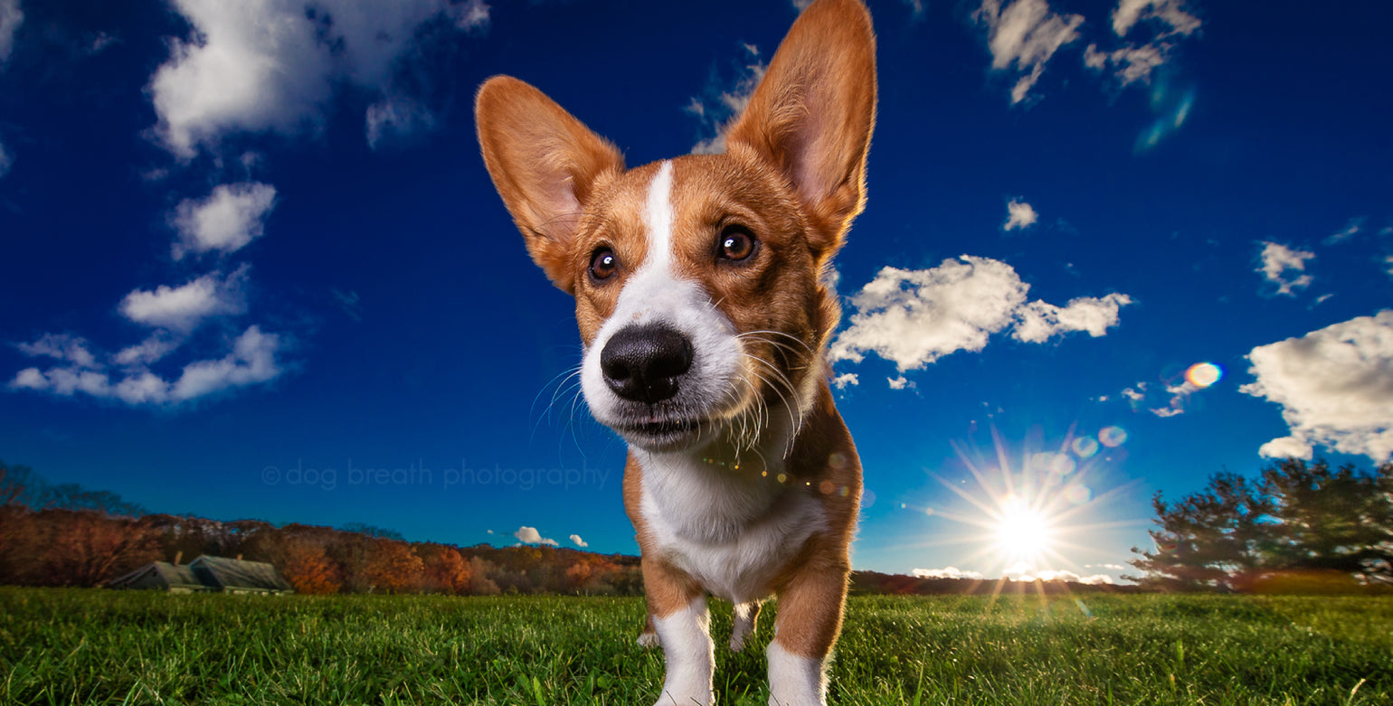 Your Pawfect Dog Match – HEALTHY SPOT