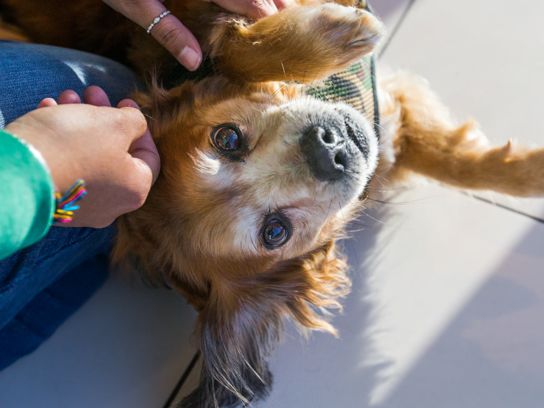 Your Pawfect Dog Match – HEALTHY SPOT