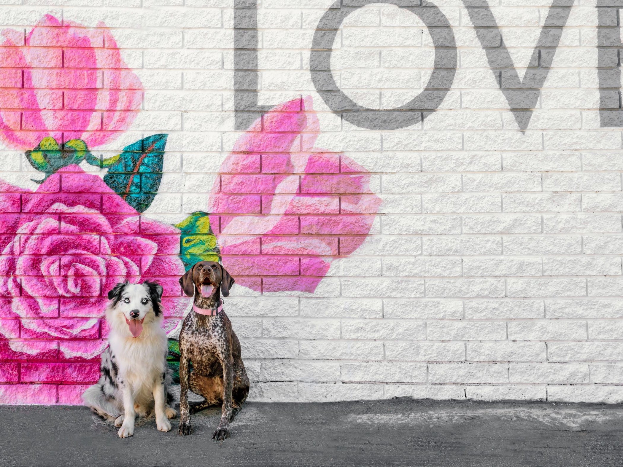The Best Pet-Friendly Spots in California - Chosen By You! – HEALTHY SPOT