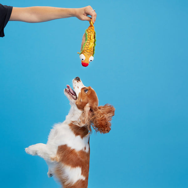 Bark Ernesto Fish Taco Multi Dog Toys – HEALTHY SPOT