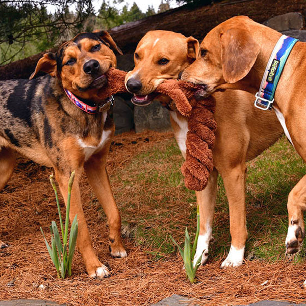 Cycle Dog Springy Squirrel Dog Toy – HEALTHY SPOT