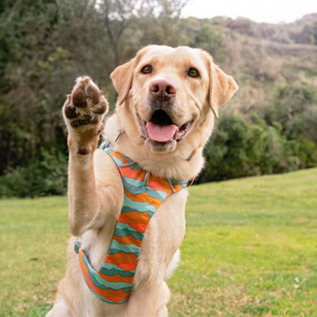 All – HEALTHY SPOT