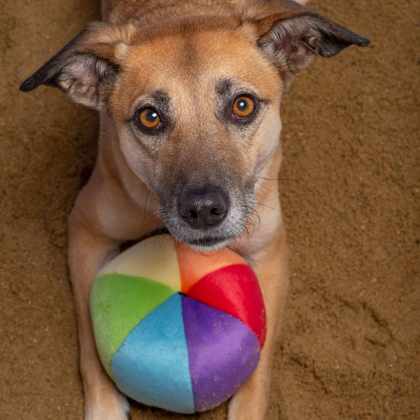 Fluff & Tuff Mini Beach Ball Dog Toy – HEALTHY SPOT