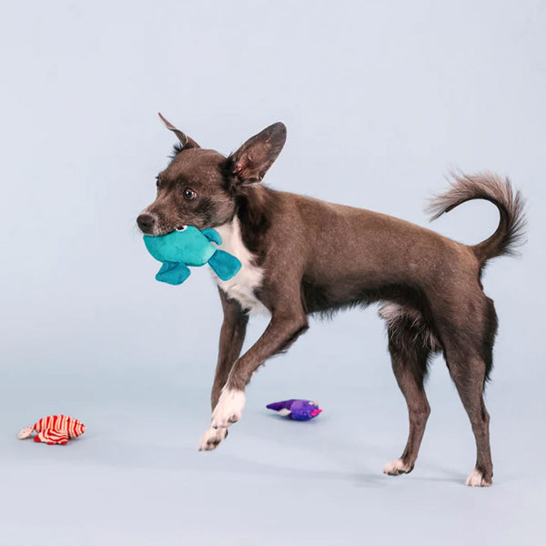 Fringe Any Fin is Possible Multi Dog Toys – HEALTHY SPOT