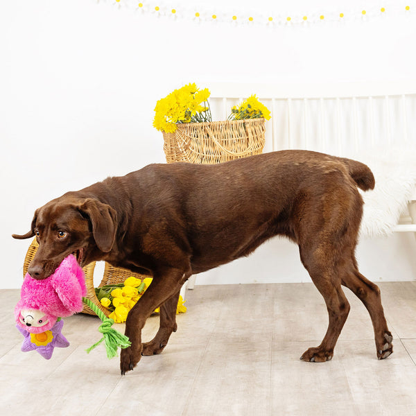 Fringe Bloom Bloom Sloth Pink Dog Toys – HEALTHY SPOT