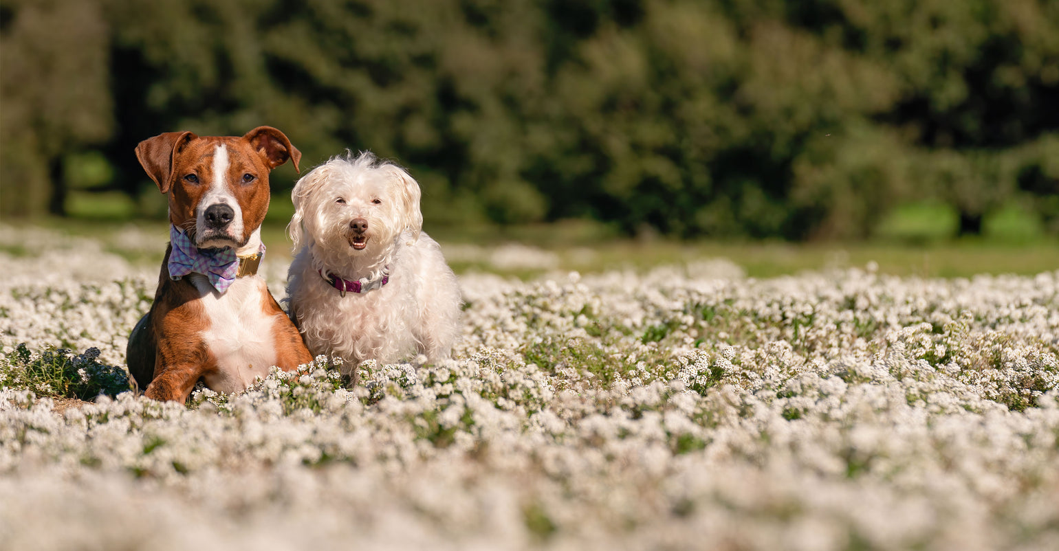 Natural pet store inspiring healthy pet lifestyles | Healthy Spot ...