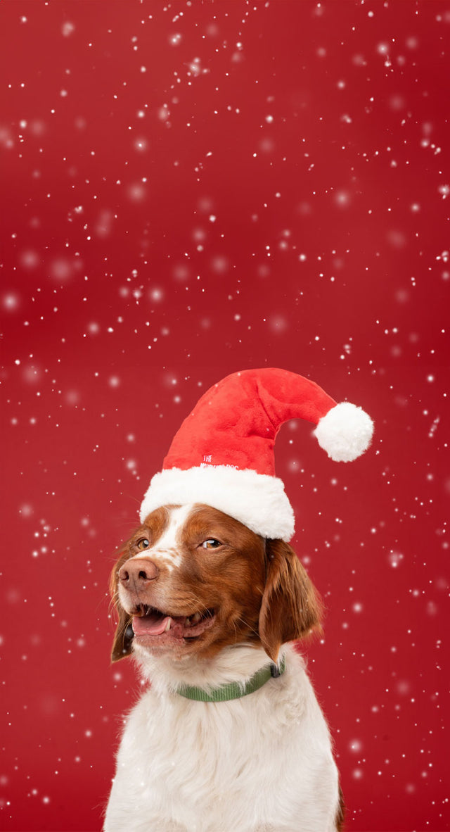 Natural pet store inspiring healthy pet lifestyles | Healthy Spot ...