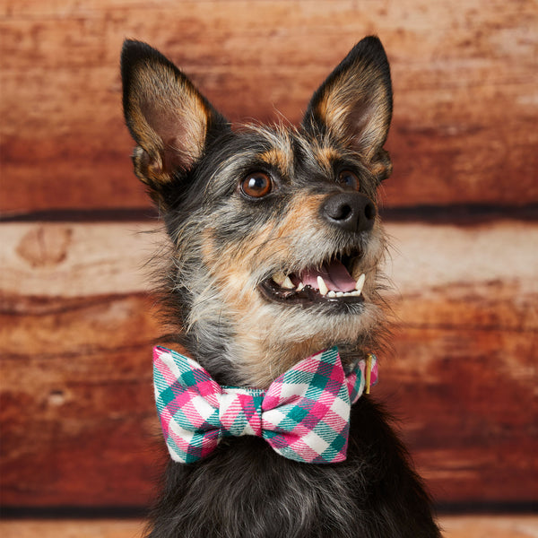 The Foggy Dog Bowtie - Callie Plaid Flannel – HEALTHY SPOT